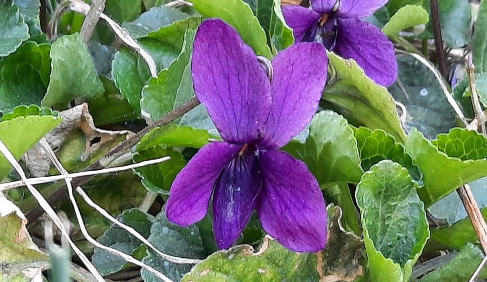 Fraternità Gesù Risorto, comunità e casa di preghiera, Tavodo Trento